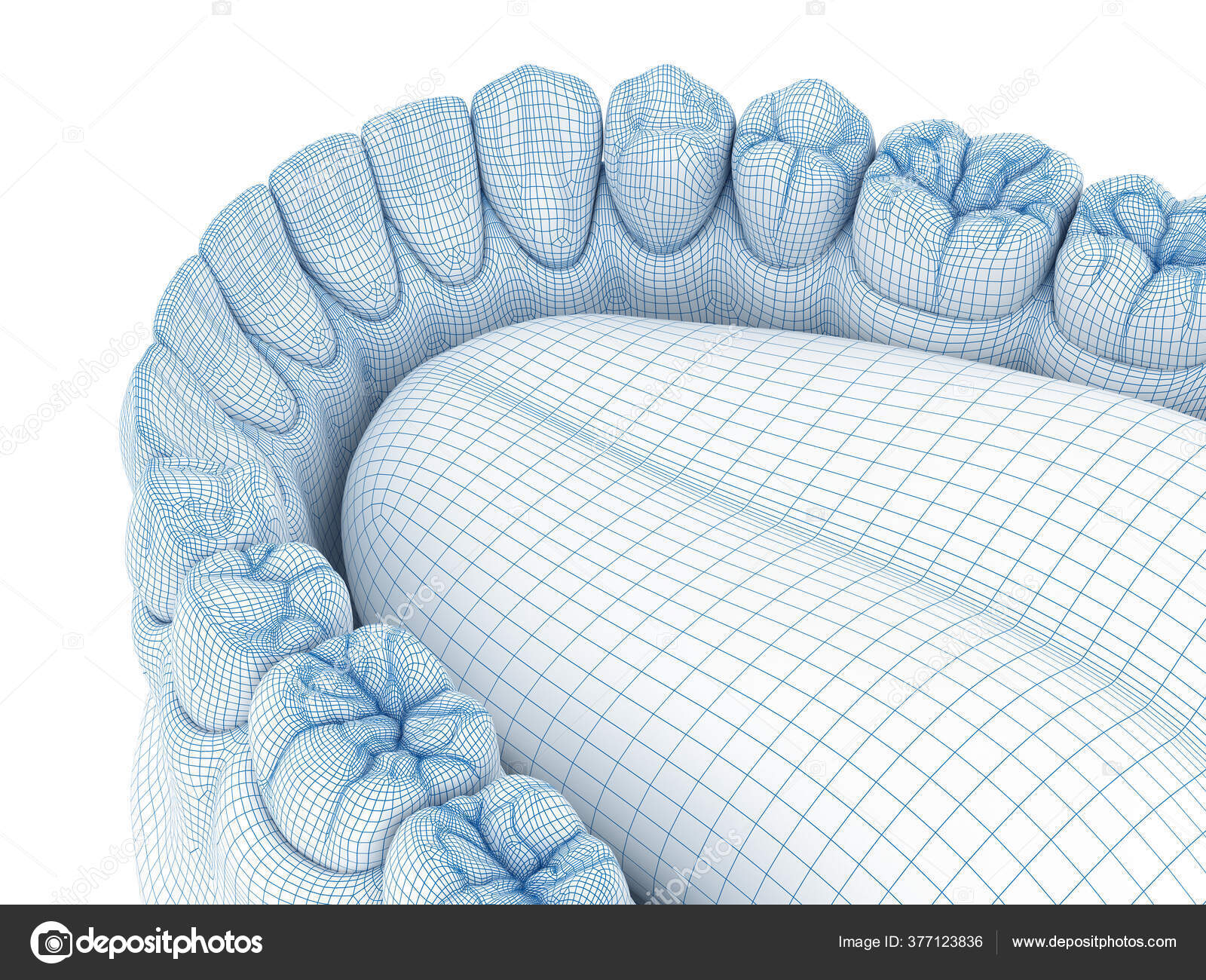 Morphologie Gencive Des Dents Humaines Mandibulaires Fil Illustration ...
