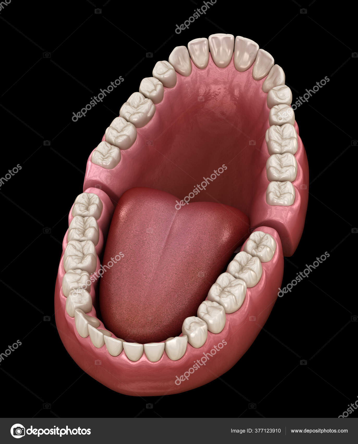 Dental Anatomy Opened Dentures Medically Accurate Dental Illustration ...