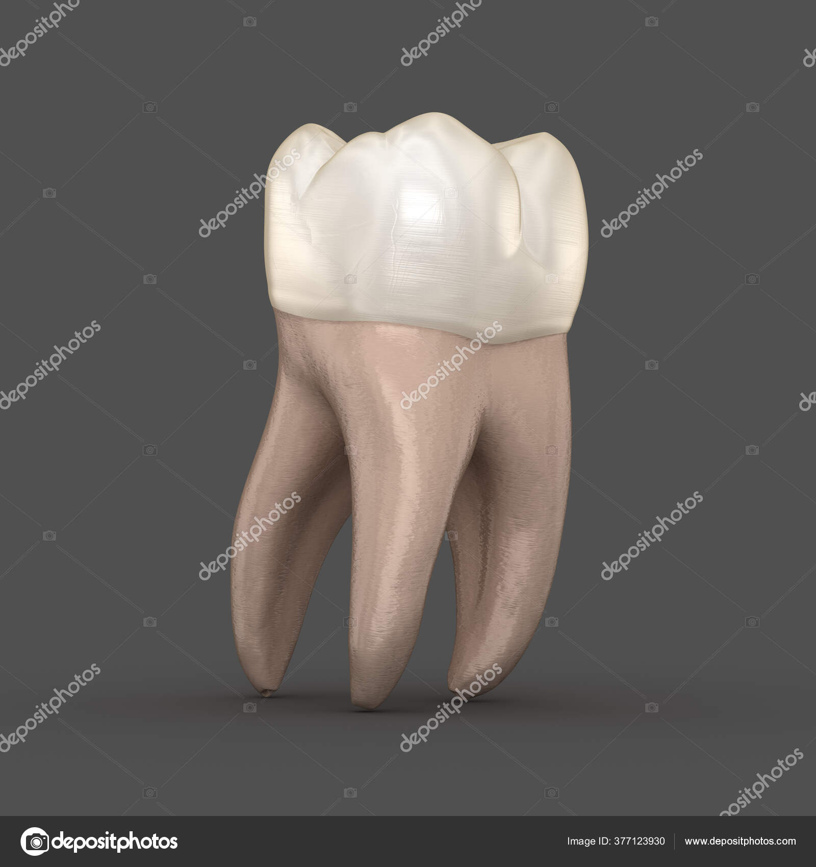 Anatomia Dentária Primeiro Dente Molar Superior Ilustração Odontológica ...