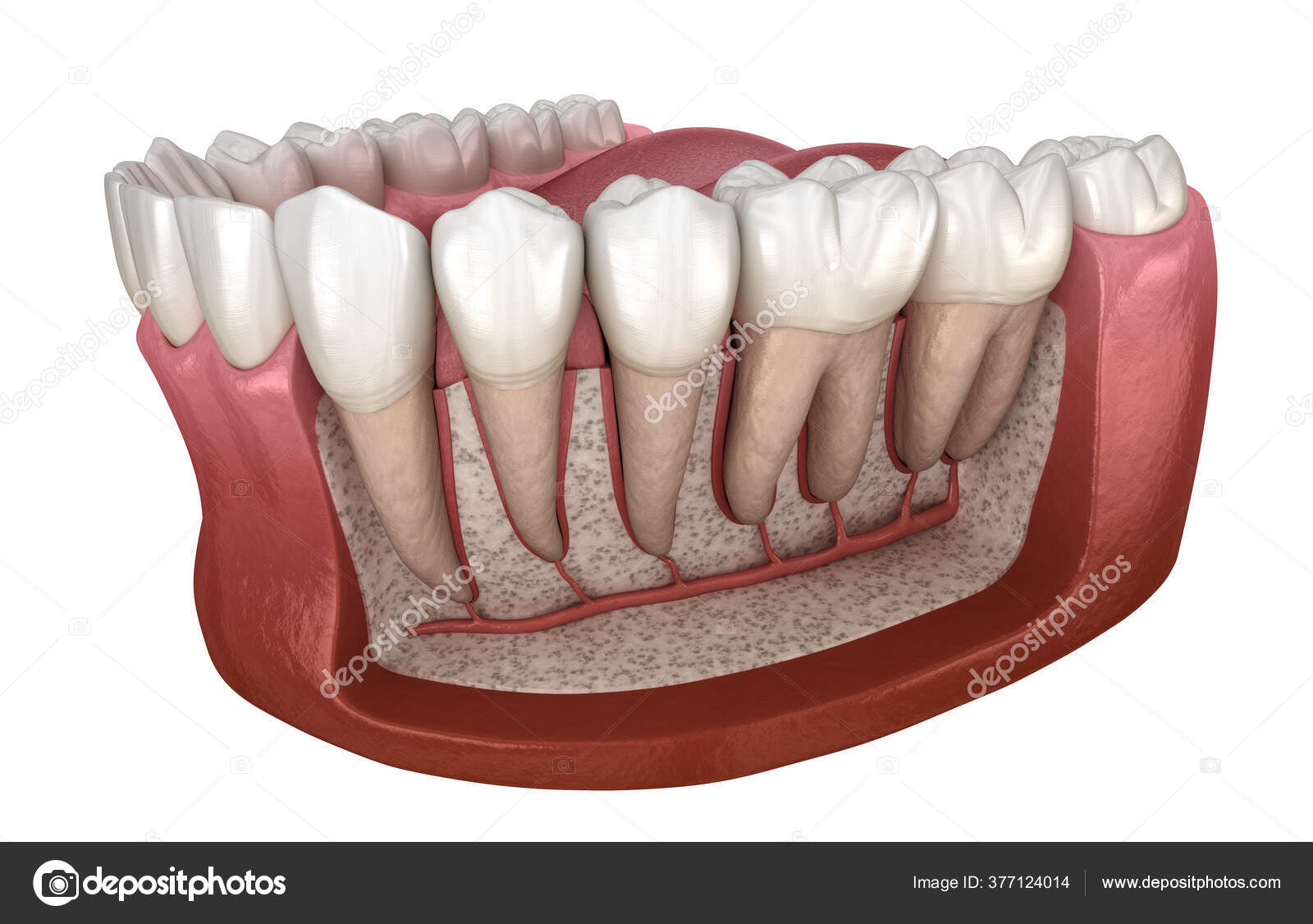 Anatomía Raíz Dental Encía Los Dientes Humanos Mandibulares Vista Rayos ...
