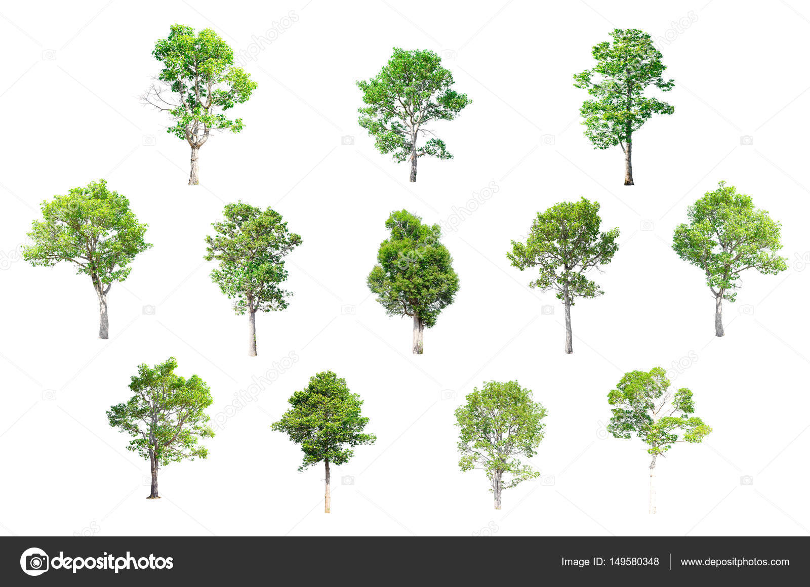 Isolated trees from Thailand Stock Photo by ©kenartillery.gmail.com ...