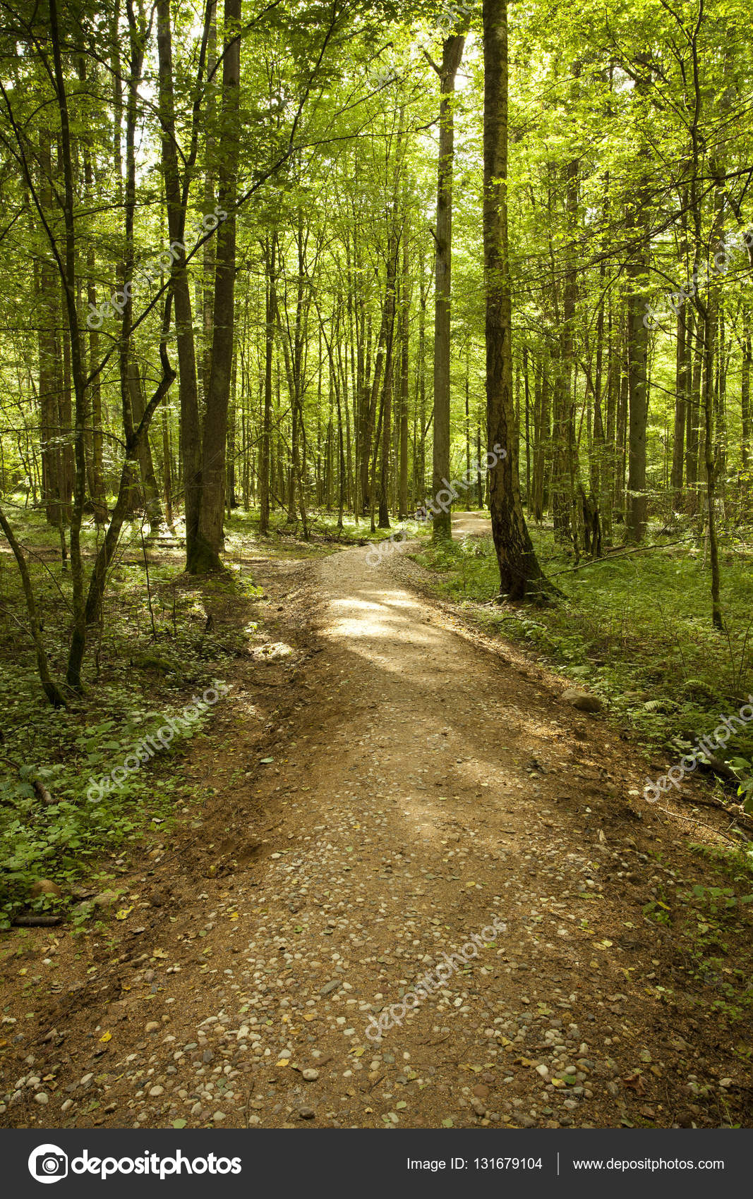 Winding pathway in green forest Stock Photo by ©Miro-Novak 131679104