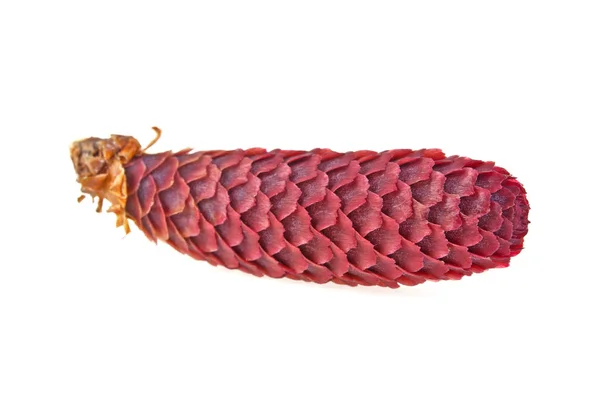 Red Pine Fruit