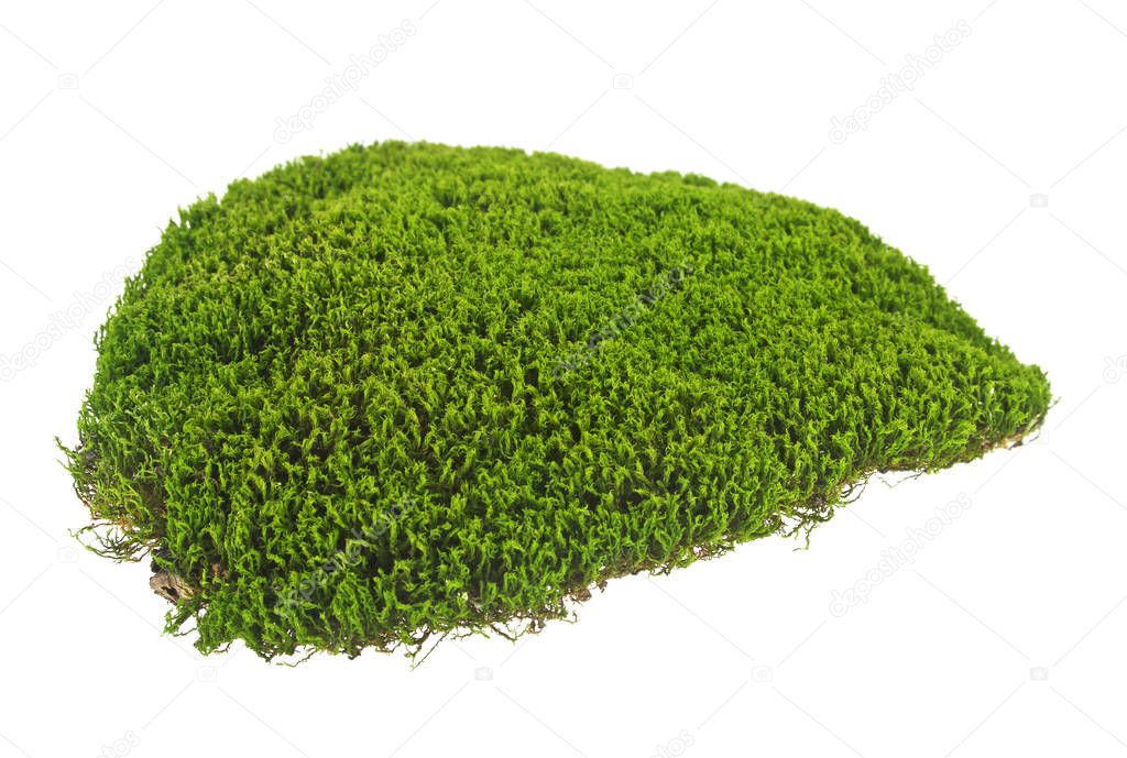 Green moss on white background — Stock Photo © domnitsky.yar #130036568