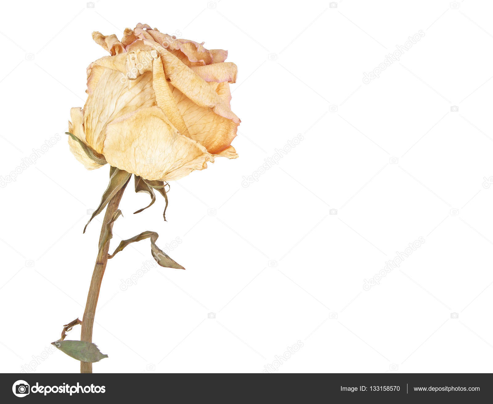 Faded rose isolated on white background Stock Photo by ©domnitsky.yar ...