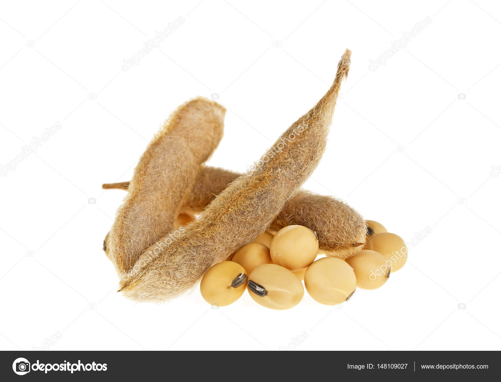 Soybean pods isolated on white background. Soya - protein plant — Stock ...