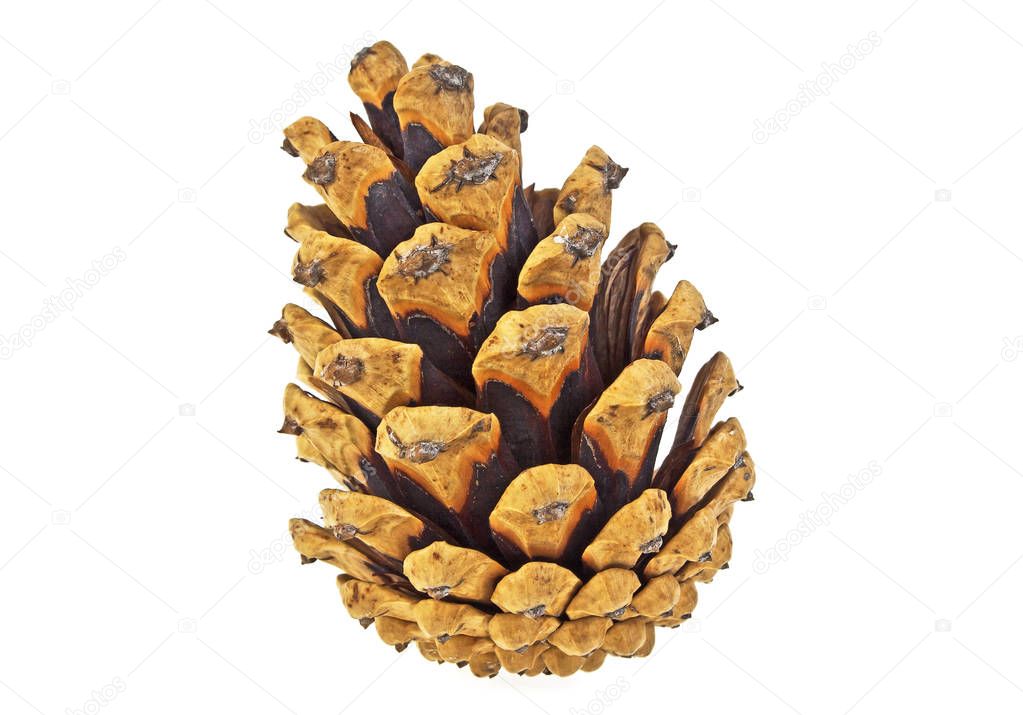 Pijnappel geïsoleerd op witte achtergrond — Stockfoto © domnitsky.yar ...