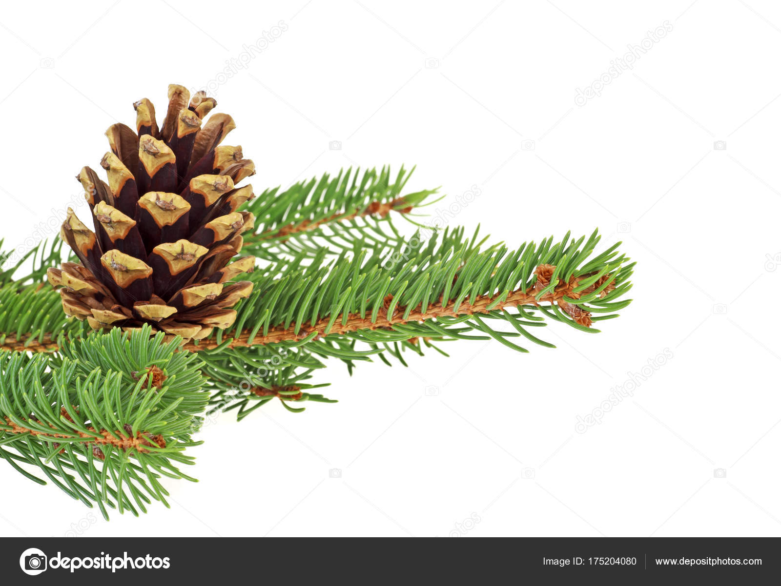 Beautiful pine cone with branch isolated on a white background Stock Photo by ©domnitsky.yar ...