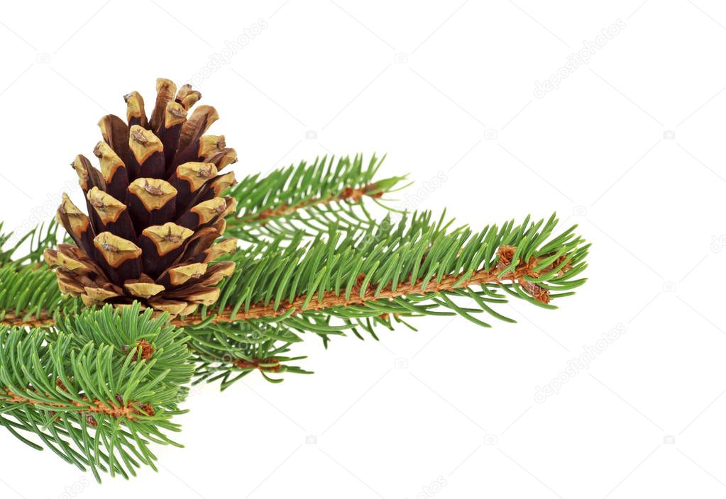 Beautiful pine cone with branch isolated on a white background — Stock ...