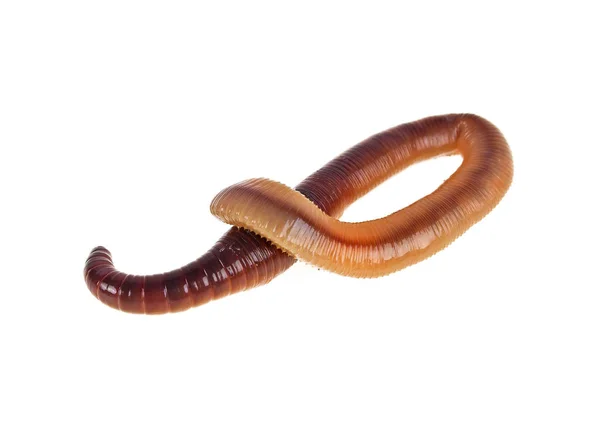 Animal earth worm isolated on white background Stock Photo by ...