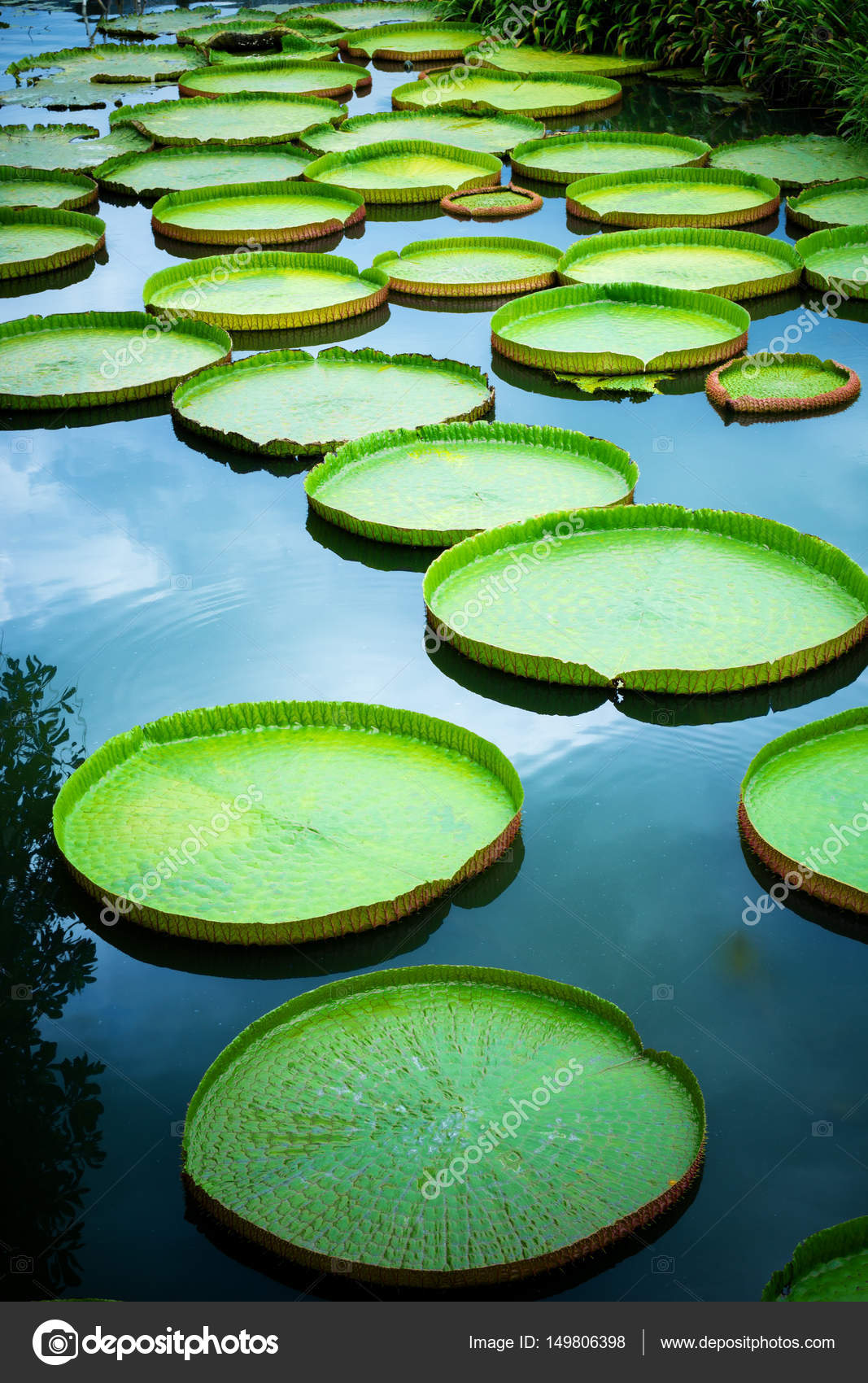 Giant Amazon Water Lily