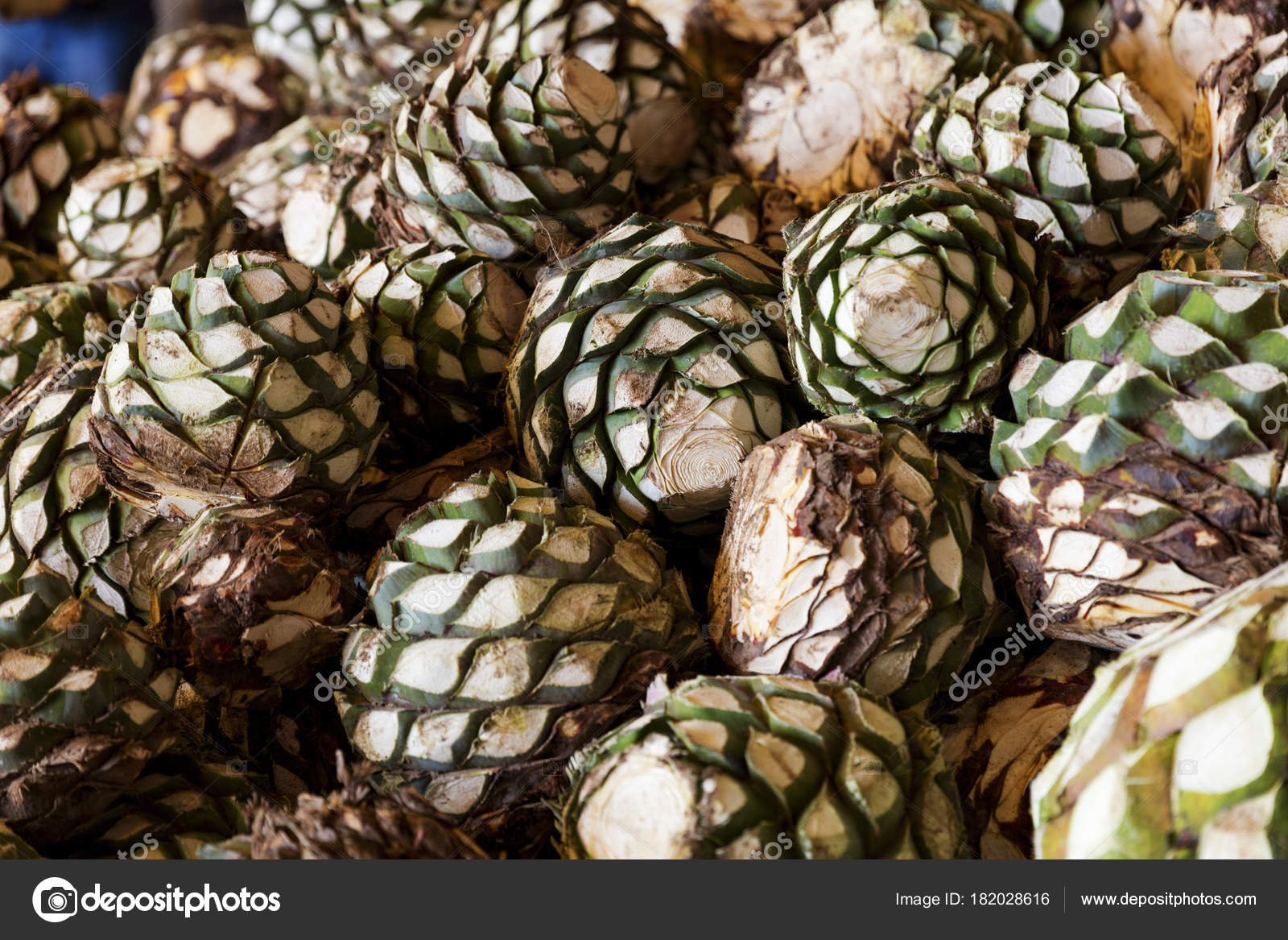 Agave Piles Distillery Waiting Processing Tequila Jalisco Mexico Stock ...
