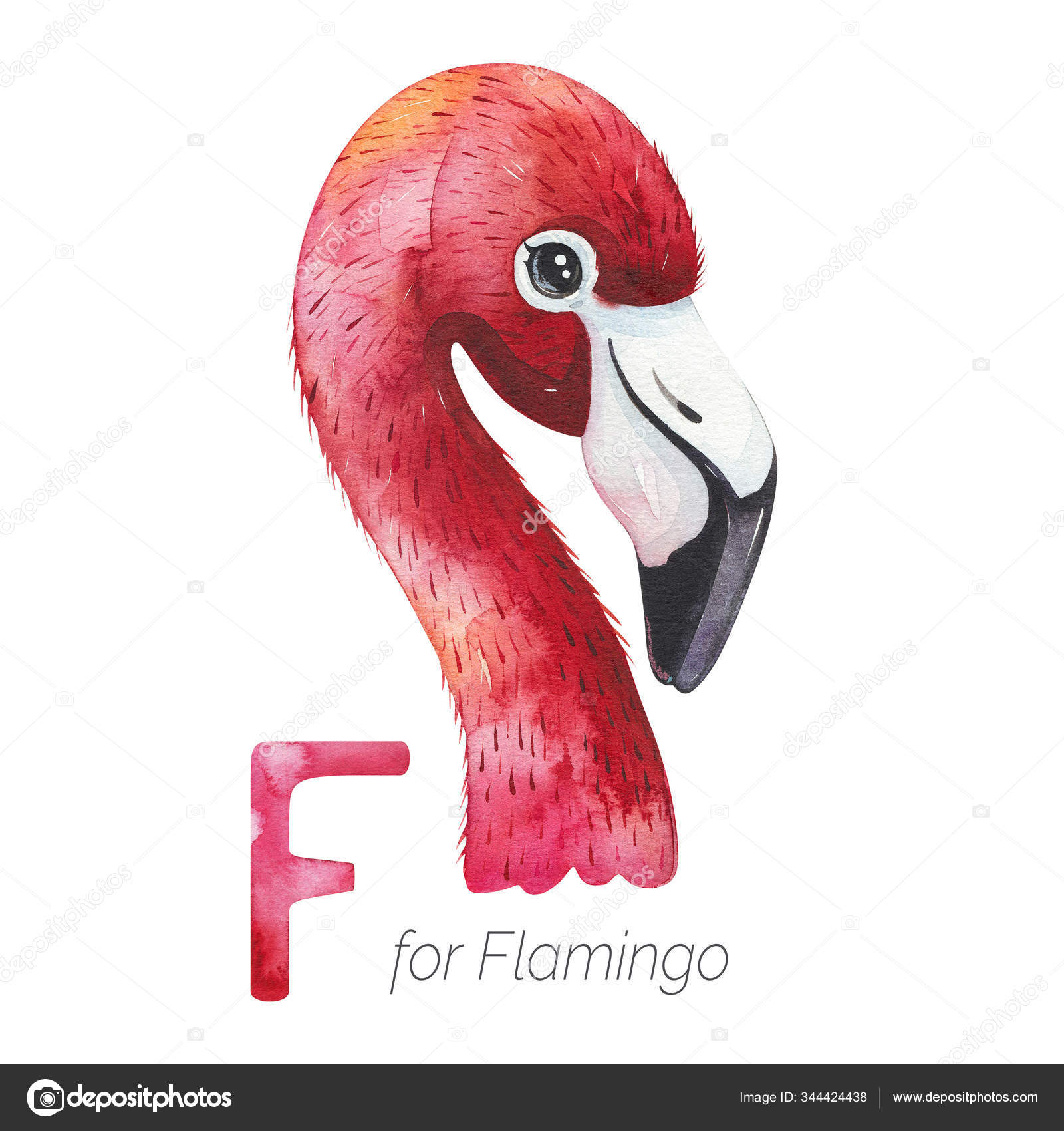 Flamenco Para Letra Ilustración Creativa Acuarela Para Alfabeto ...