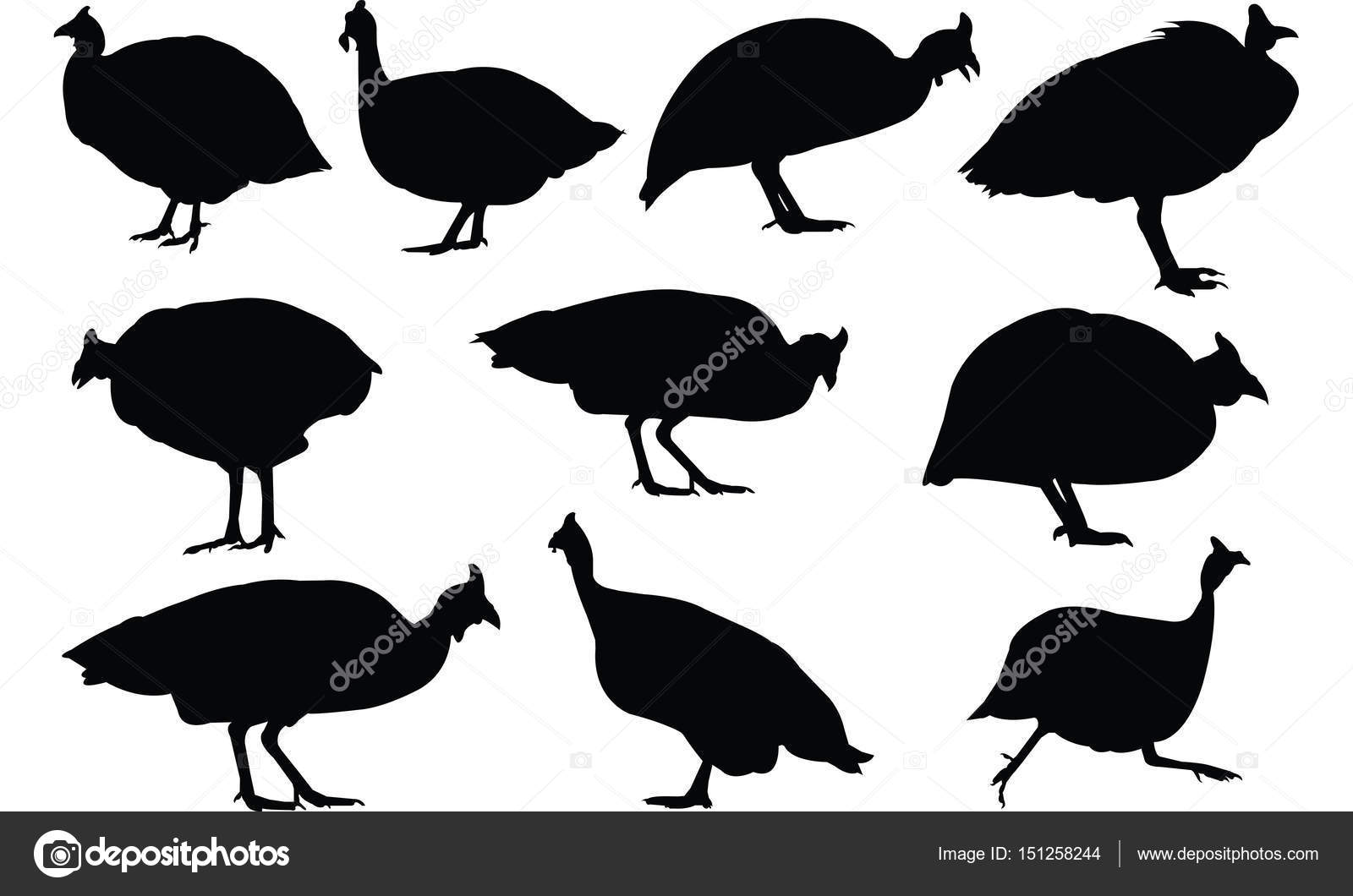 Guinea fowl Silhouette vector illustration — Stock Vector ...