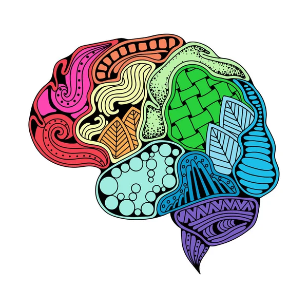 Human brain doodle decorative curves, creative mind, learning an ...