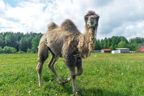Camel walking Stock Photos, Royalty Free Camel walking Images ...