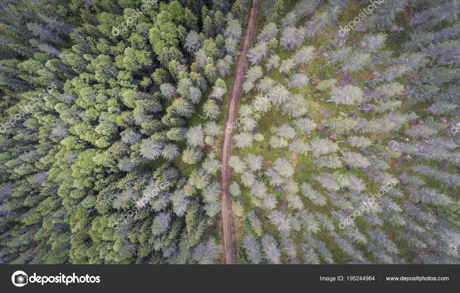Top View Path Running Misty Forest Stock Photo by ©invisiblepower 195244964