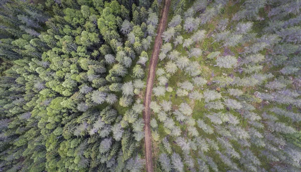 Top View Path Forest Trees Stock Photo by ©invisiblepower 195244930