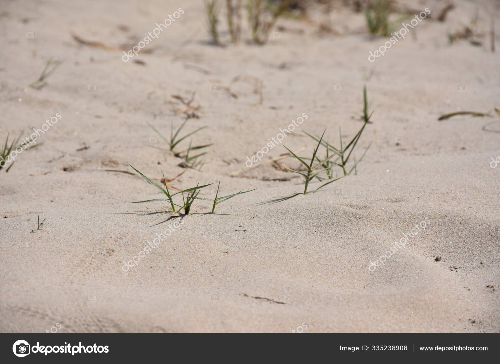 Beautiful Green Sand Background Beach Stock Photo by ©GalinkaLB 335238908