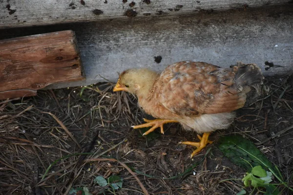 Swamp chickens Stock Photos, Royalty Free Swamp chickens Images ...