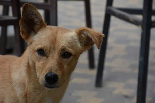 Beautiful stray dog Stock Photos, Royalty Free Beautiful stray dog ...