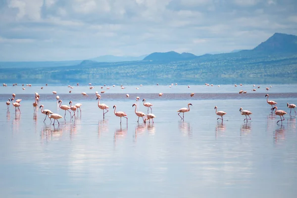 Pink lesser Flamingos at Lake Natron with volcano on background in Rift ...