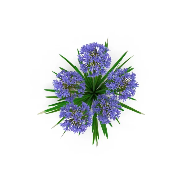 Photorealistic Highly Detailed Visualization Clover Render Stock Photo ...