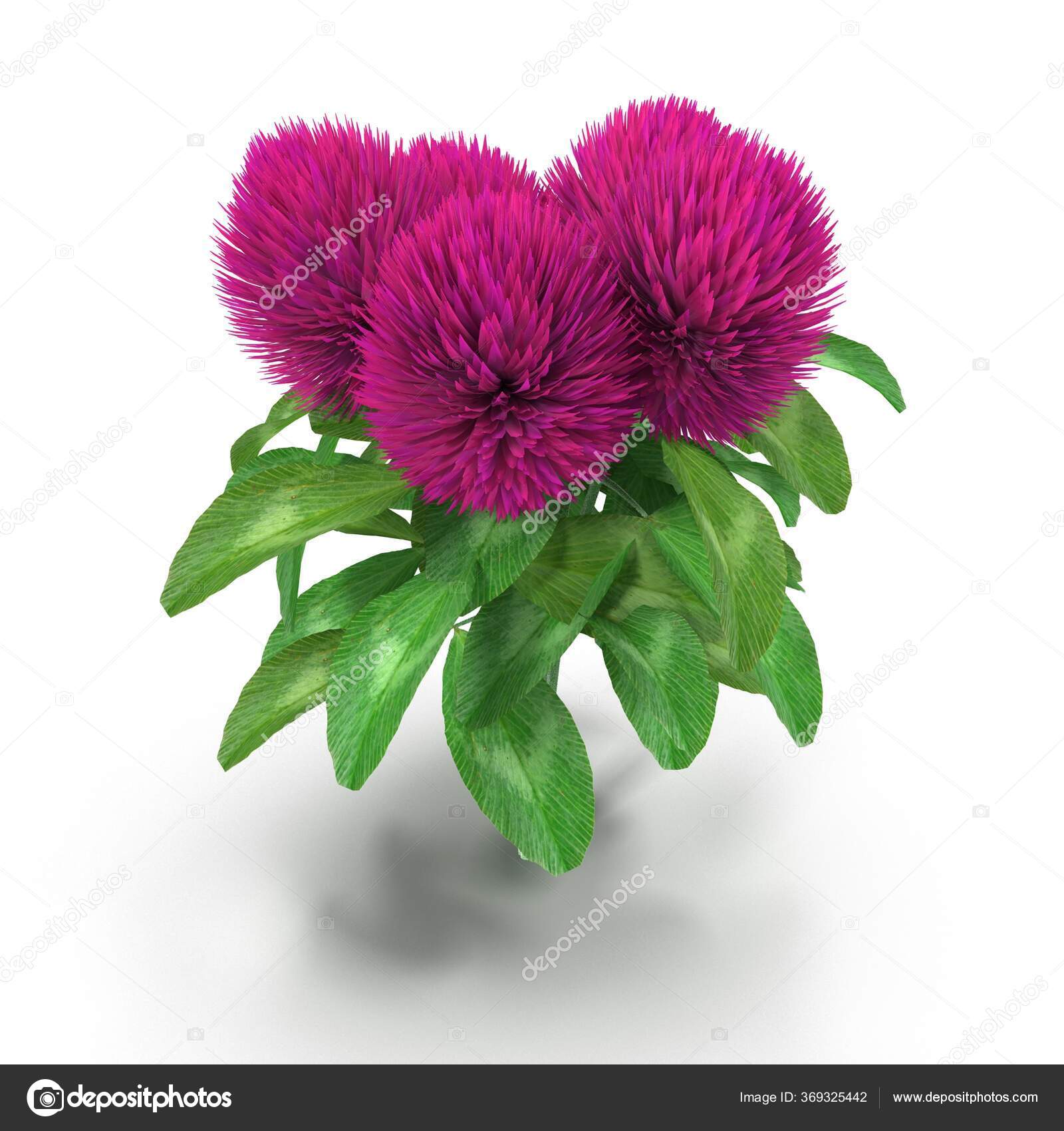 Photorealistic Highly Detailed Visualization Clover Render Stock Photo by ©AndrewWhite 369325442