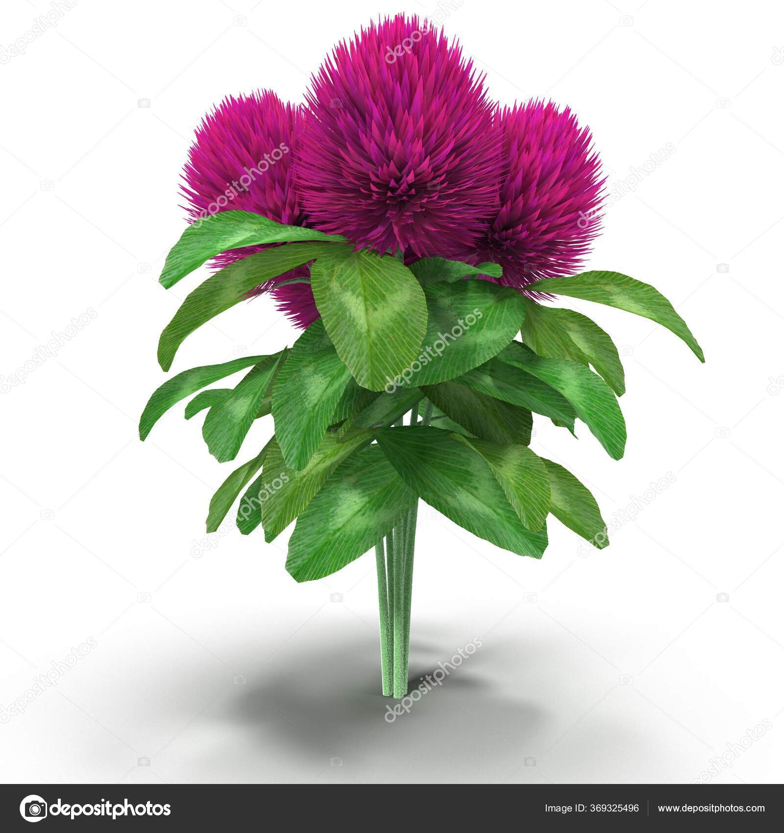 Photorealistic Highly Detailed Visualization Clover Render Stock Photo ...