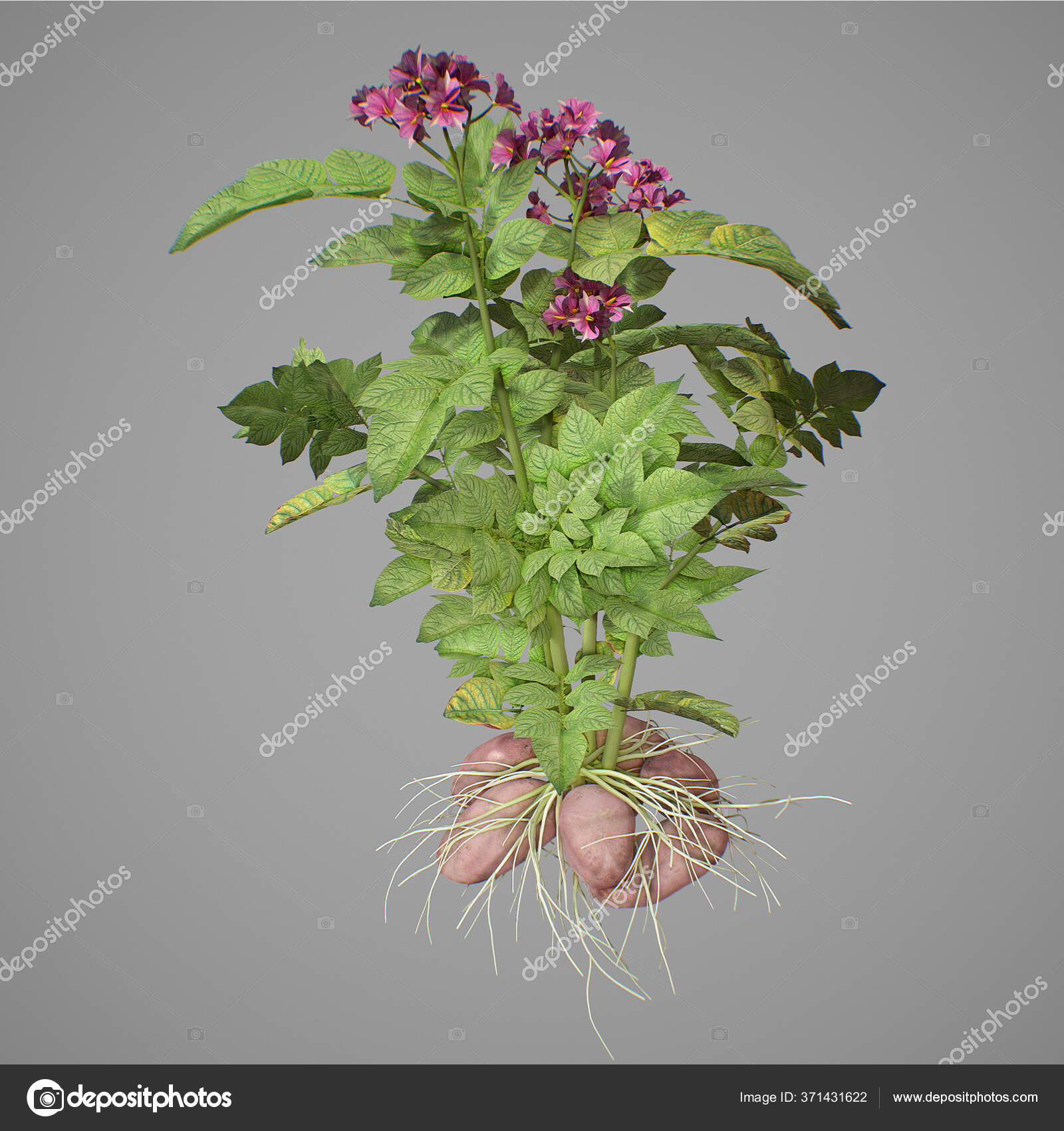 Photorealistic Highly Detailed Visualization Potato Tuber Render ...