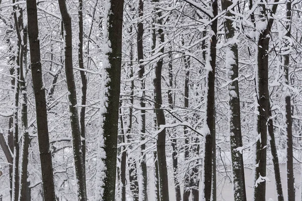 Snow covered tree trunks - Stock Image - Everypixel