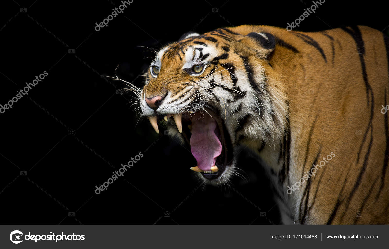 Sumatran tiger profile on a black background Stock Photo by ... Sumatran tiger profile on a black background Stock Photo by ...
