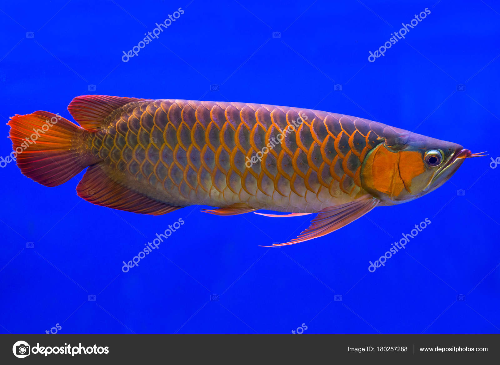 Chinese Dragon Fish