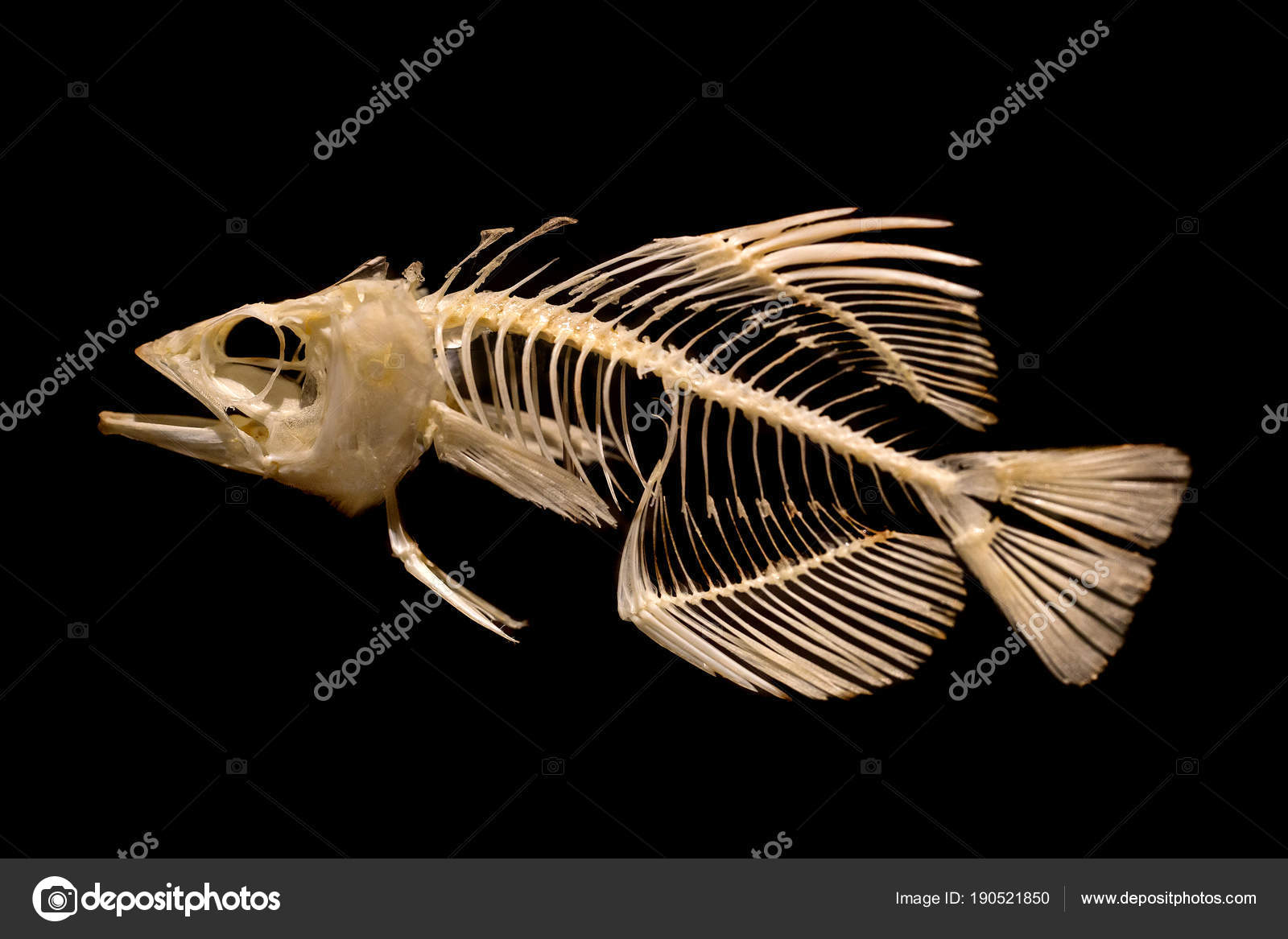 Squelette De Poisson Rouge