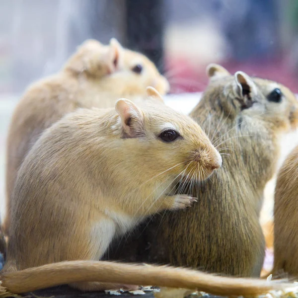 Imágenes de Jerbos libres de derechos | DepositPhotos