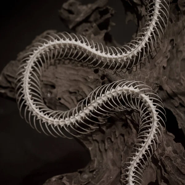 Skeleton Python Isolated Back Stock Photo by ©themorningstudio@gmail ...