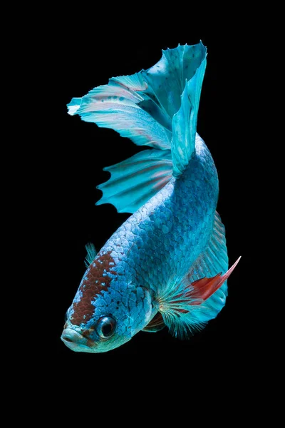 Fish tail Images - Search Images on Everypixel