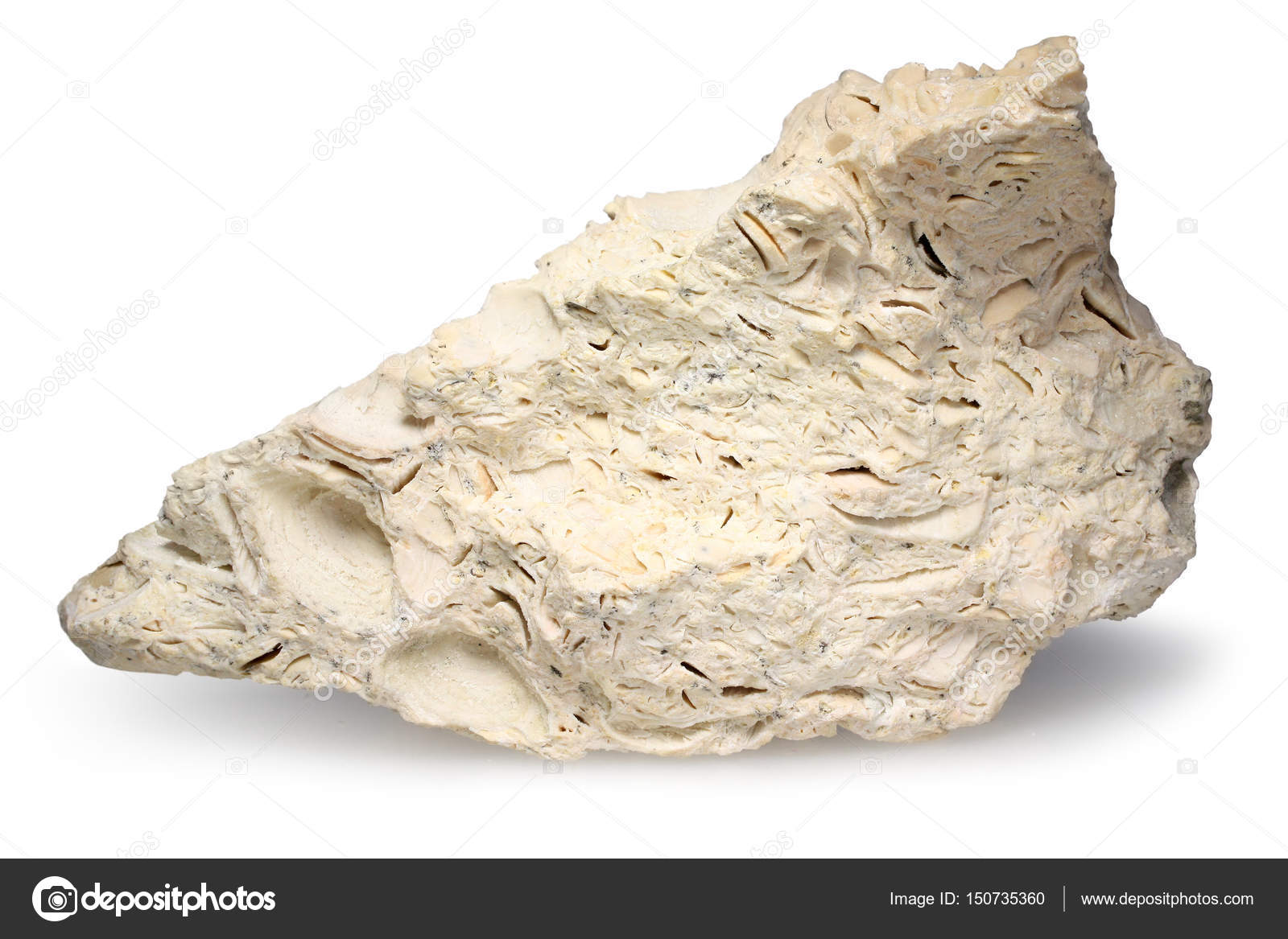 Sedimentary Rocks With Shells