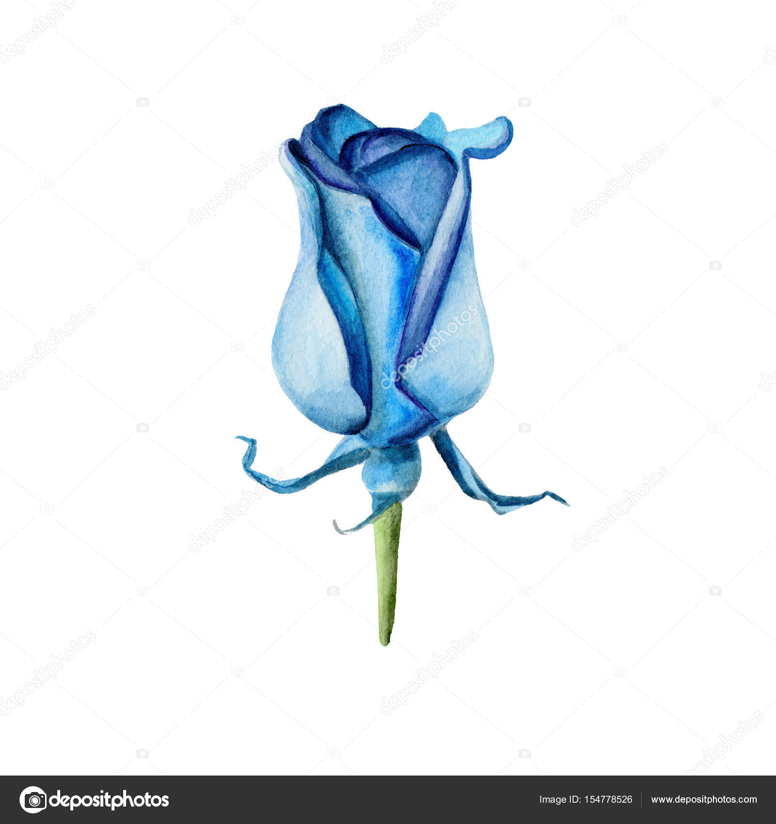 The blue rose flower isolated on white background, watercolor ...