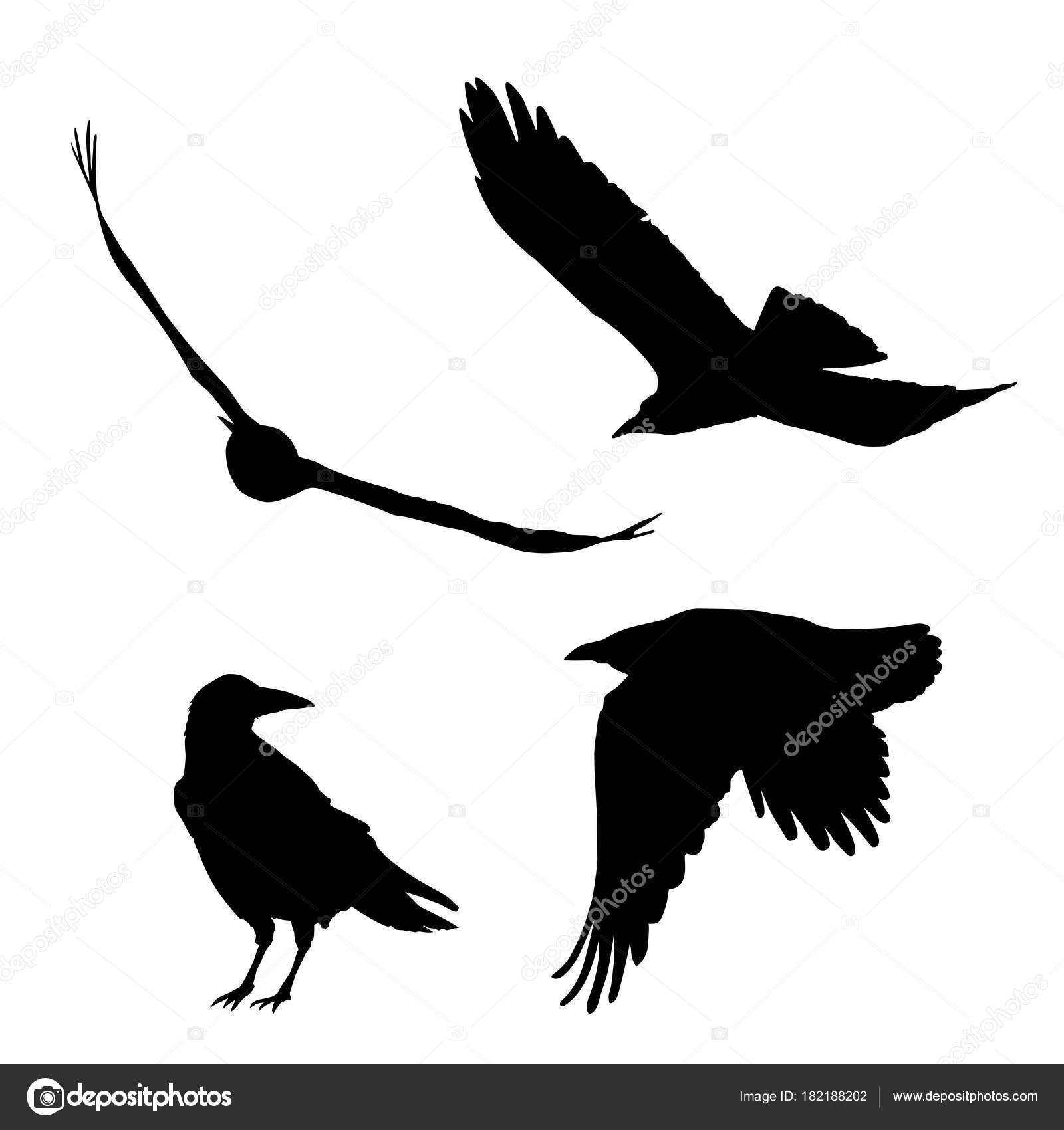 Crows Flying Vector