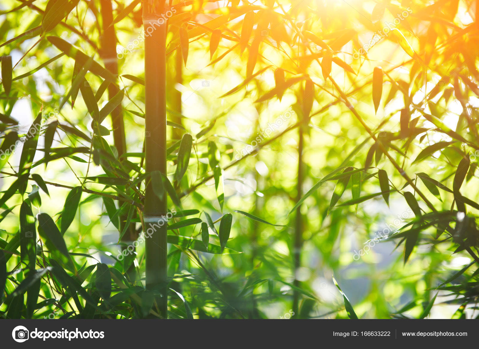 Bamboo forest at sunset Stock Photo by ©sandsun 166633222