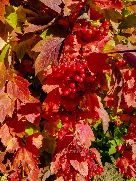 Viburnum opulus en automne Stock Photos, Royalty Free Viburnum opulus ...