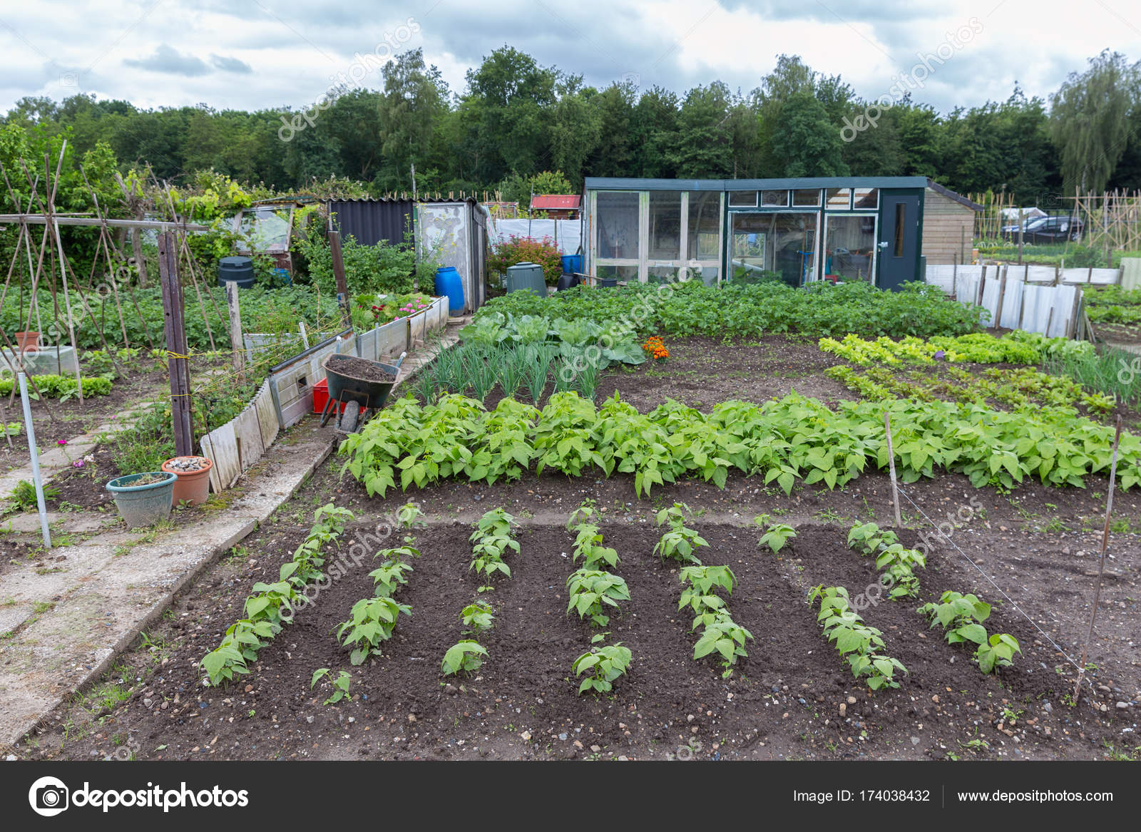 Allotment garden in spring with potatoes and onions — Stock Photo ...