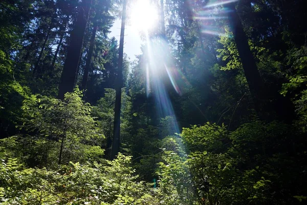 Redwoods sunlight Stock Photos, Royalty Free Redwoods sunlight Images ...
