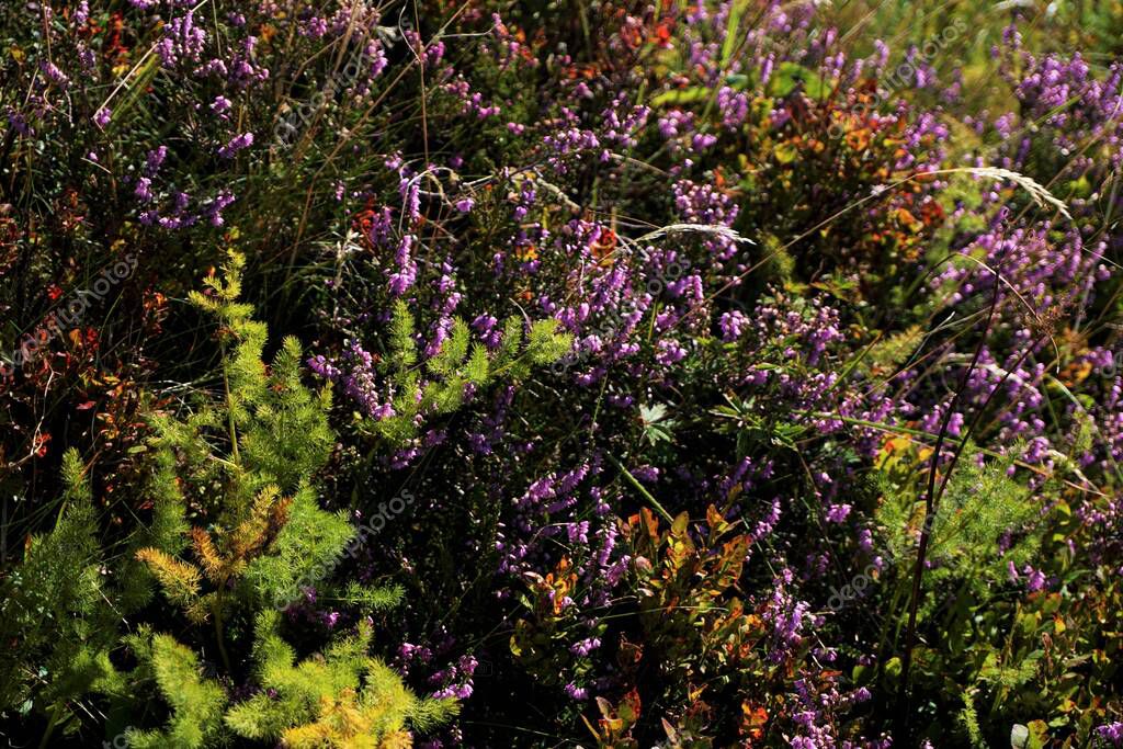Brezo común Calluna visto en un prado en los flancos de la montaña ...