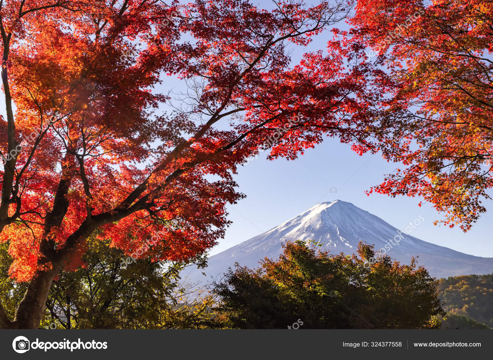 Fuji Mountain and Red Maple Leaves in Autumn at Kawaguchiko Lake Stock ...