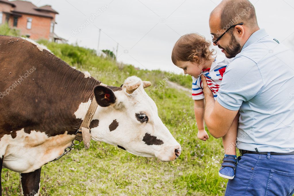 Niño feliz con su padre a manos de la alimentación, tocar una vaca en ...