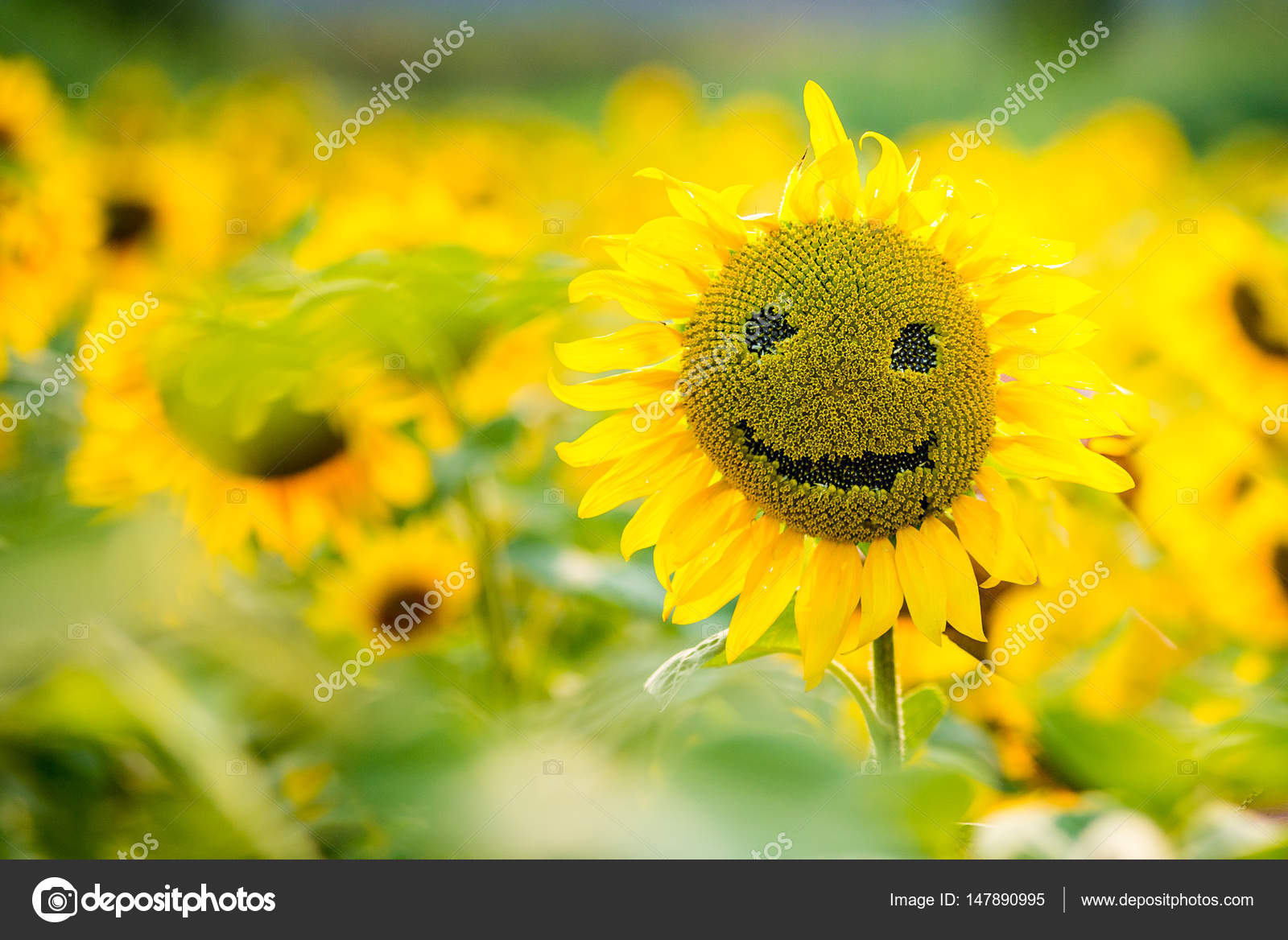 Sunny Smile Sunflower