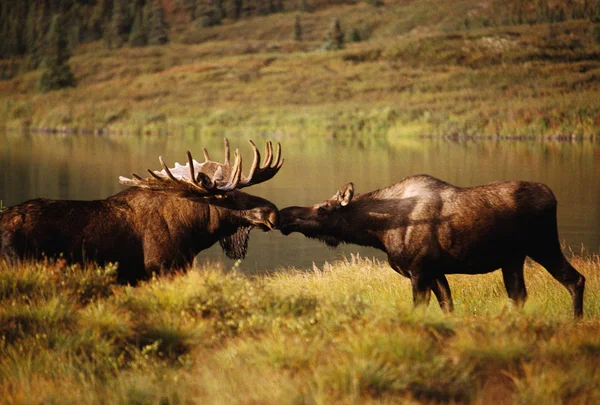 Moose Photos & Wildlife Stock Images | Depositphotos
