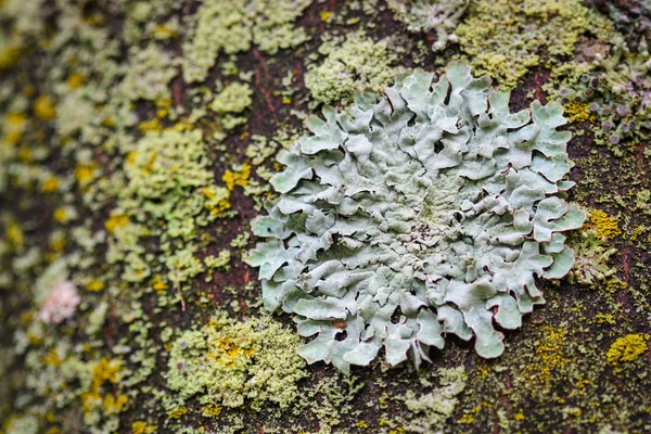 Mountain sprout Stock Photos, Royalty Free Mountain sprout Images ...